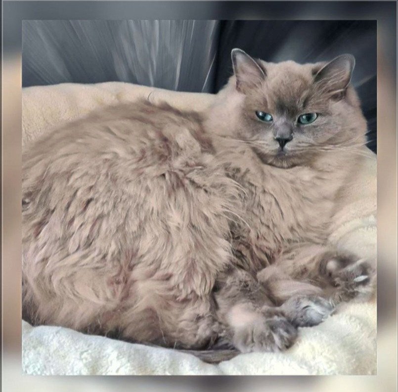 Ragdoll blue mink ~ Chatterie Des Nuages Enchantés