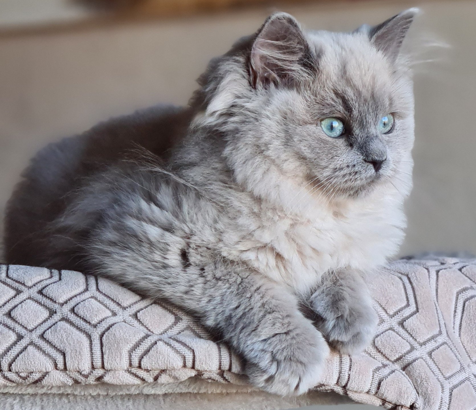 Ragdoll blue mink ~ Chatterie Des Nuages Enchantés