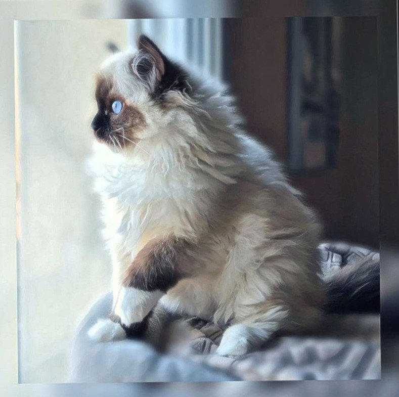 R | Ragdoll Des Nuages Enchantés