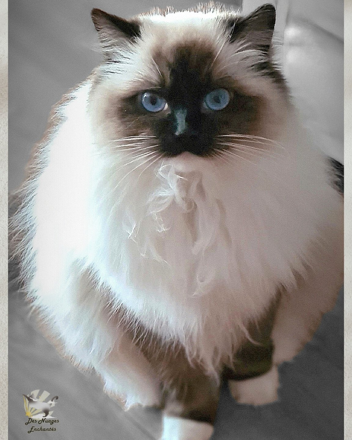 R | Ragdoll Des Nuages Enchantés